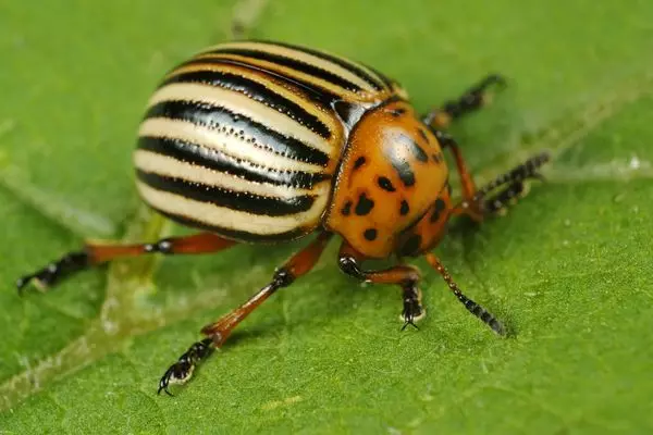 科罗拉多甲虫在植物上