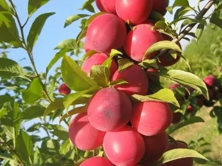 Colon-yakavezwa plum