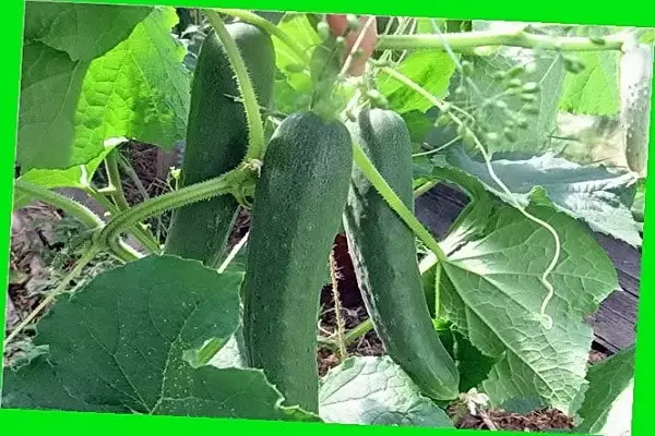 Metelitsa Cucumbers