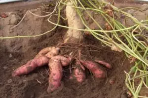 Opis Słodkich ziemniaków Batat, jego korzyści i szkody, uprawę i opiekę