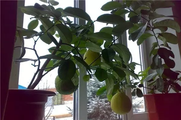 窗台上的水果