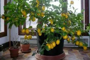 အိမ်မှာ Citrus အသီးကိုသီးစိုက်ပျိုးနည်း