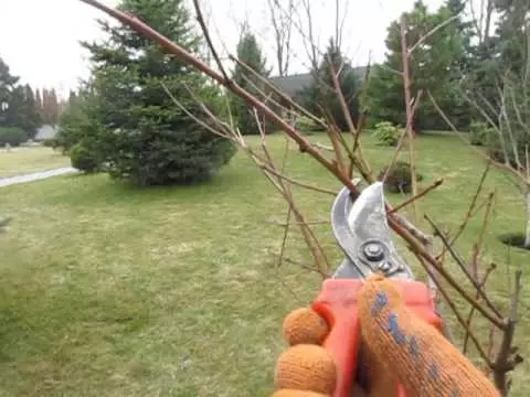 Pruning Peach.