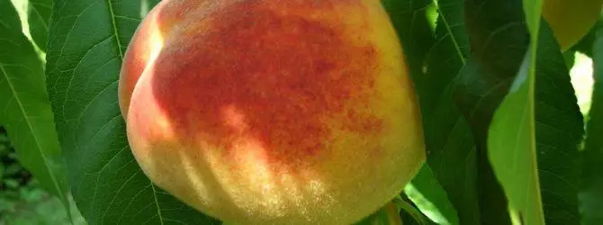 Peach Kiev frue