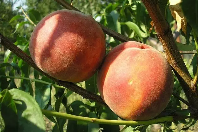 Peach Kiev mwachangu