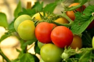 Beskrivning av Tomat sorter Effekt, dess karaktäristiska och utbyte