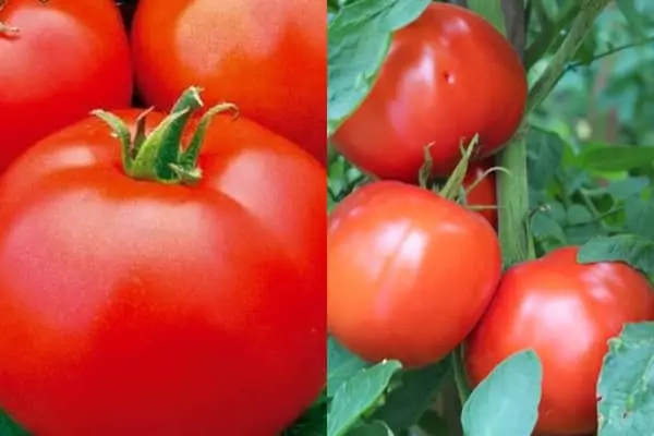 Välimus tomati townsville f1