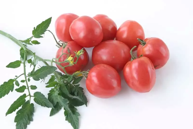 Rupa Tomato Talisman.