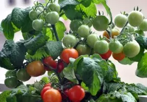 Karakteristisk og beskrivelse av variasjonen av tomat minibel, dets utbytte