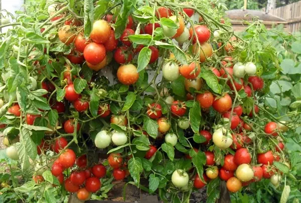 Arbustos Talismã de tomate.