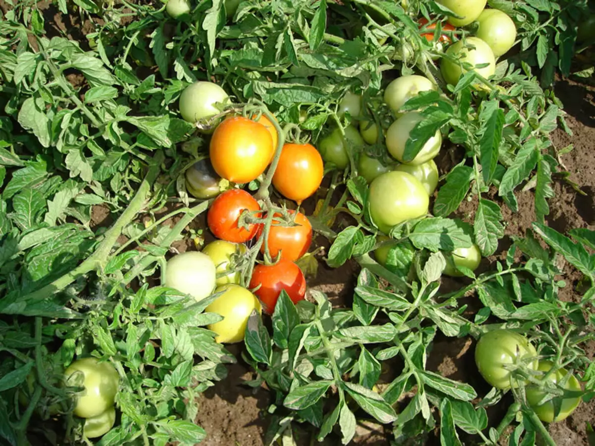 Arbustos Talismã de tomate.