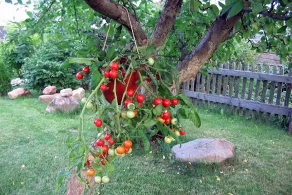 Rajčata talisman v zahradě