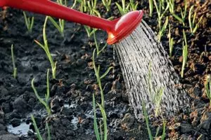 在开阔的土壤中浇水的浇水大蒜经常多久？