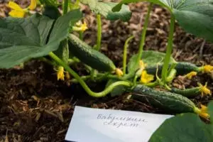Përshkrim Cucumbers Grade Babushkin Secret f1, në rritje dhe kujdes
