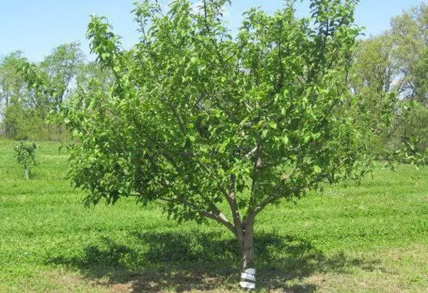 Apple δέντρο Bashkir ομορφιά