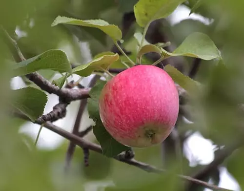 Apple δέντρο Bashkir ομορφιά