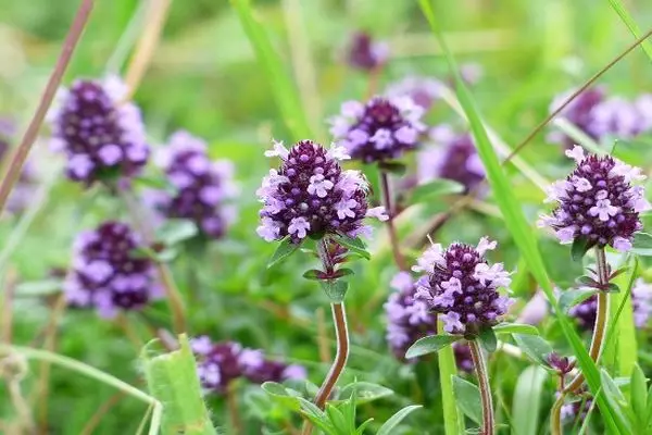 Blomster av sjarmerende