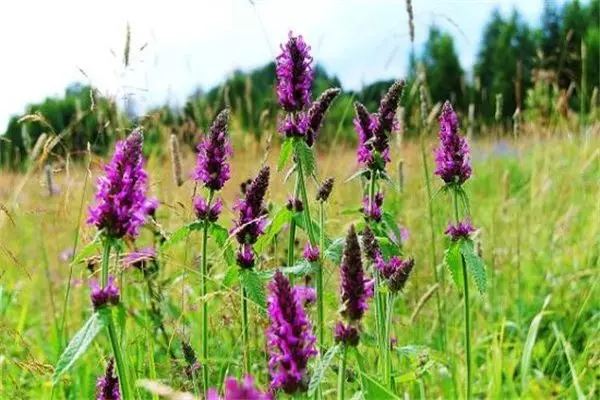 Chabret di Meadow