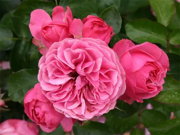 Vakre roser