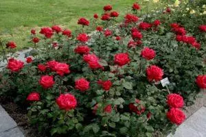 Description and Ruisage Roses Grand Amore Roses