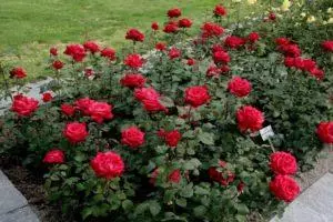 Cov lus piav qhia thiab ruisage Roses grand Amore Roses