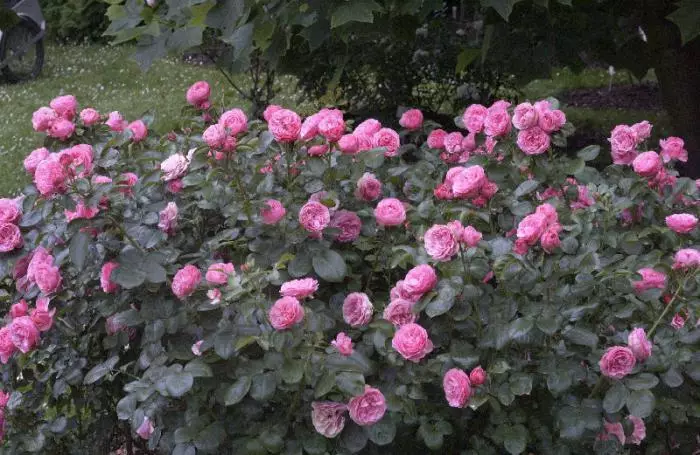 Rosas de Bush.