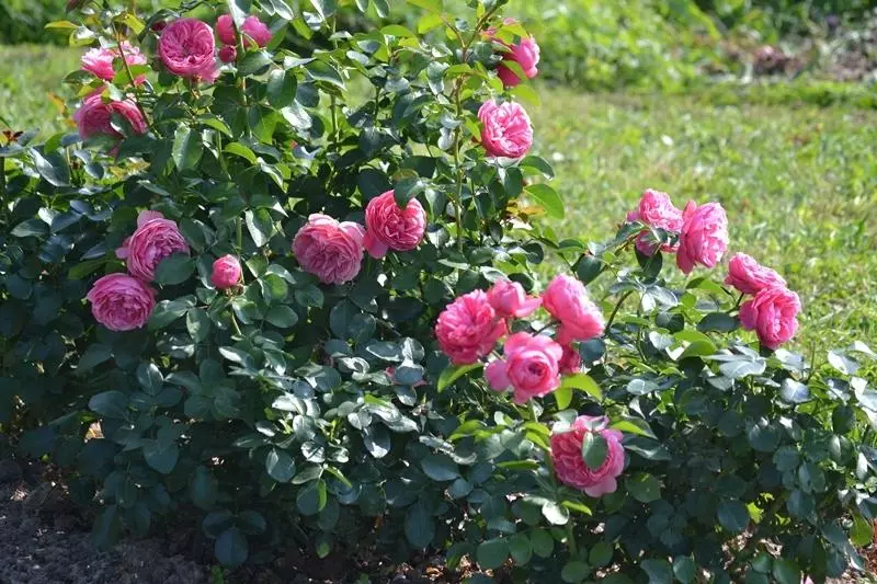 Rosa trimming