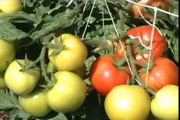 Bushes tomaatti auringonnousu