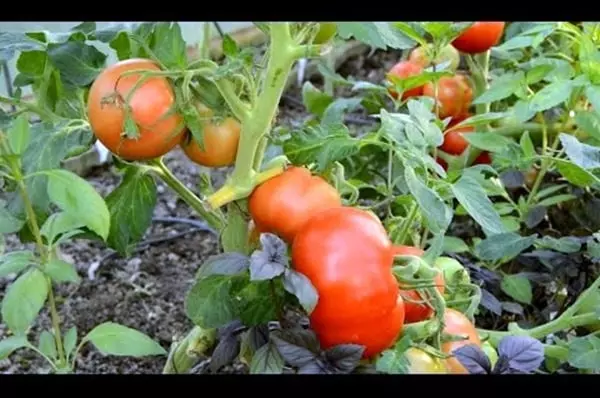 Tomaatti auringonnousu puutarhassa