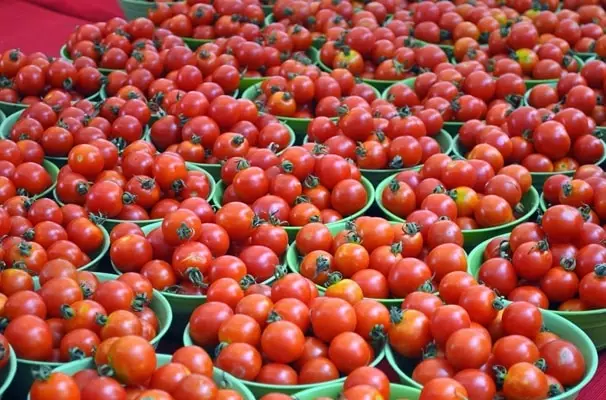 Vintage rajčice sunca