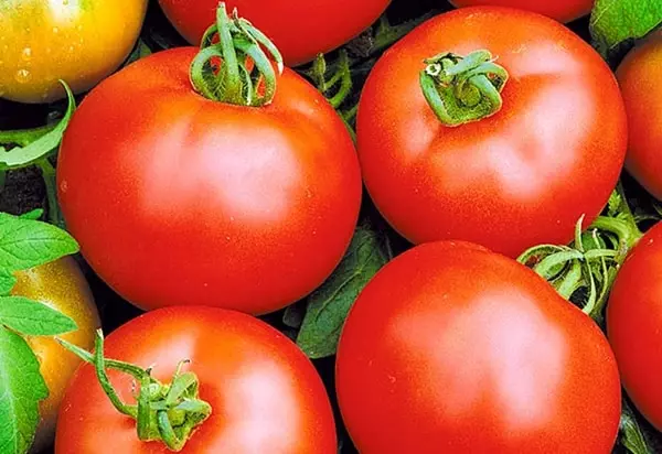Kanpoko tomate egunsentia