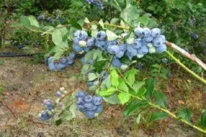 Descrierea soiurilor de afine din Nordul, aterizarea și îngrijirea, boala și dăunătorii