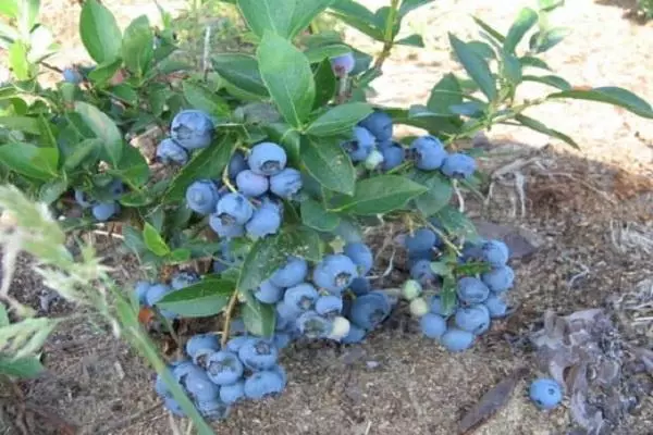 Bağ Blueberry