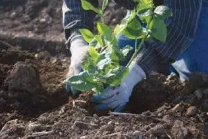 Que composición do solo é necesaria para os arándanos do xardín e como facelo coas túas propias mans