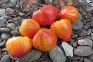 وصف الطماطم البرتقالية الروسية وخصائصها