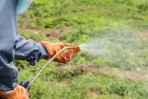 L'utilisation d'herbicides lazuli, titus et herbitoxes des mauvaises herbes sur les pommes de terre