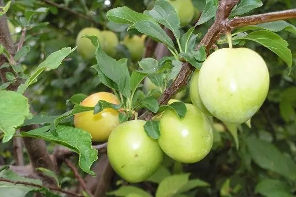 Dimensiones de la planta