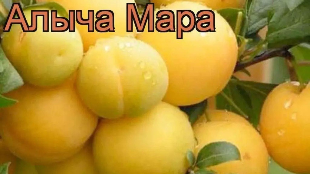 Alcha Mara Mara.