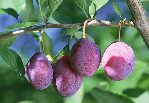 Owoce Plum.