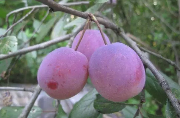 Masaka plum