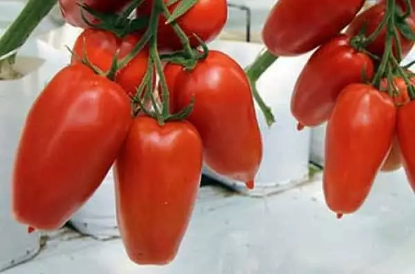 Izgled paradajz aigara
