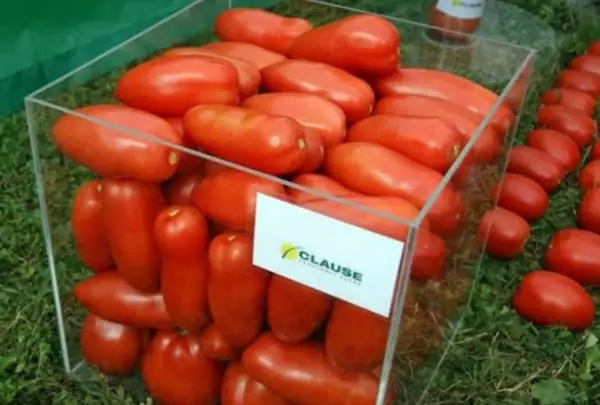 Tomatoes Aydar in the box