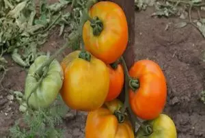 Priskribo de tomata vario Ilya Muromets Bogcy ĉe la retejo