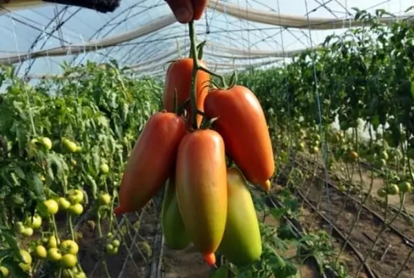 Išvaizda Pomidorų aidar