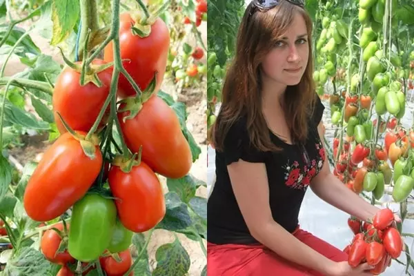 Bushes tomati aydar