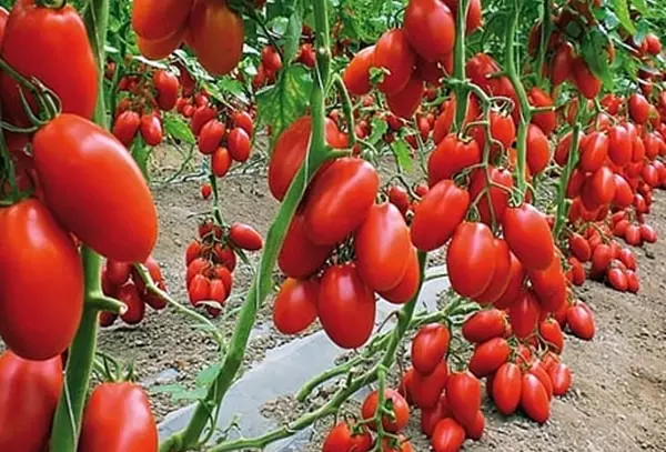 bushes ti tomati balovd ayanmọ