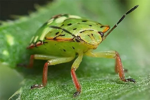 Bindu Bug