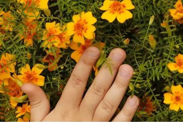 Nas mans das flores