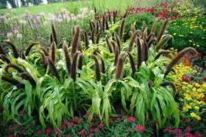 Περιγραφή του καταλόγου Pennisetum Pennisetum, η προσγείωση και η φροντίδα του