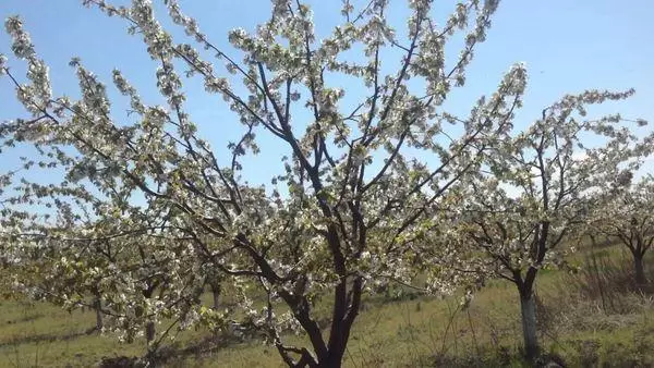 Cvjetanje trešnje